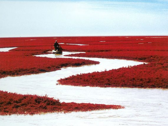 Snapshot: Behold the Panjin Red Sea Beach – The Gallivant Post