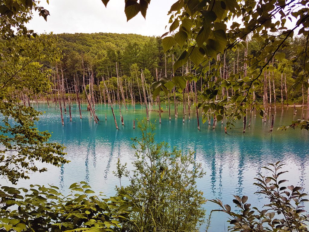 Snapshot: Exploring the Blue Pond in Biei, Hokkaido – The Gallivant Post